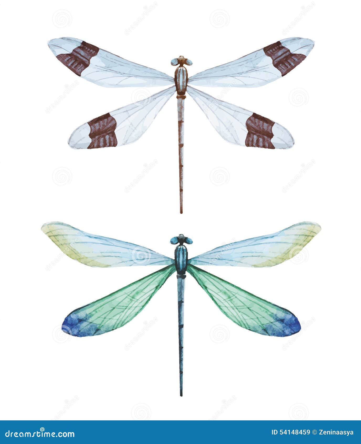 Libellule dell'acquerello illustrazione vettoriale. Illustrazione di ...