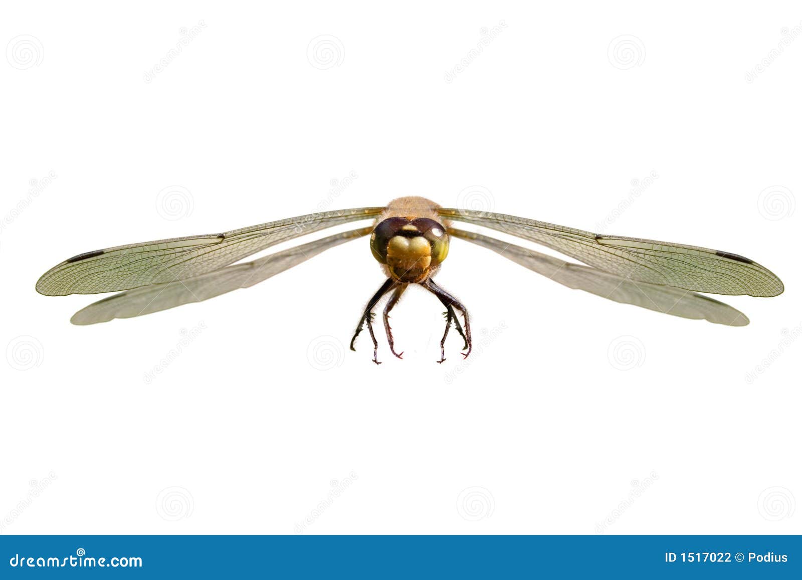 Libellule en vol photo stock. Image du science, over, insecte - 1517022