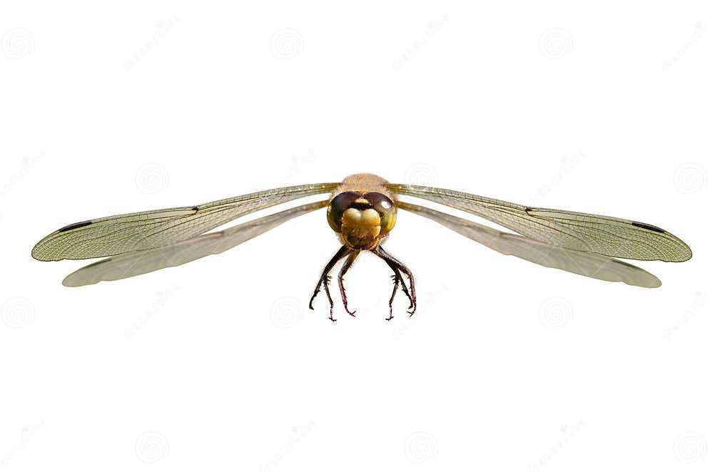 Libellule en vol photo stock. Image du science, over, insecte - 1517022