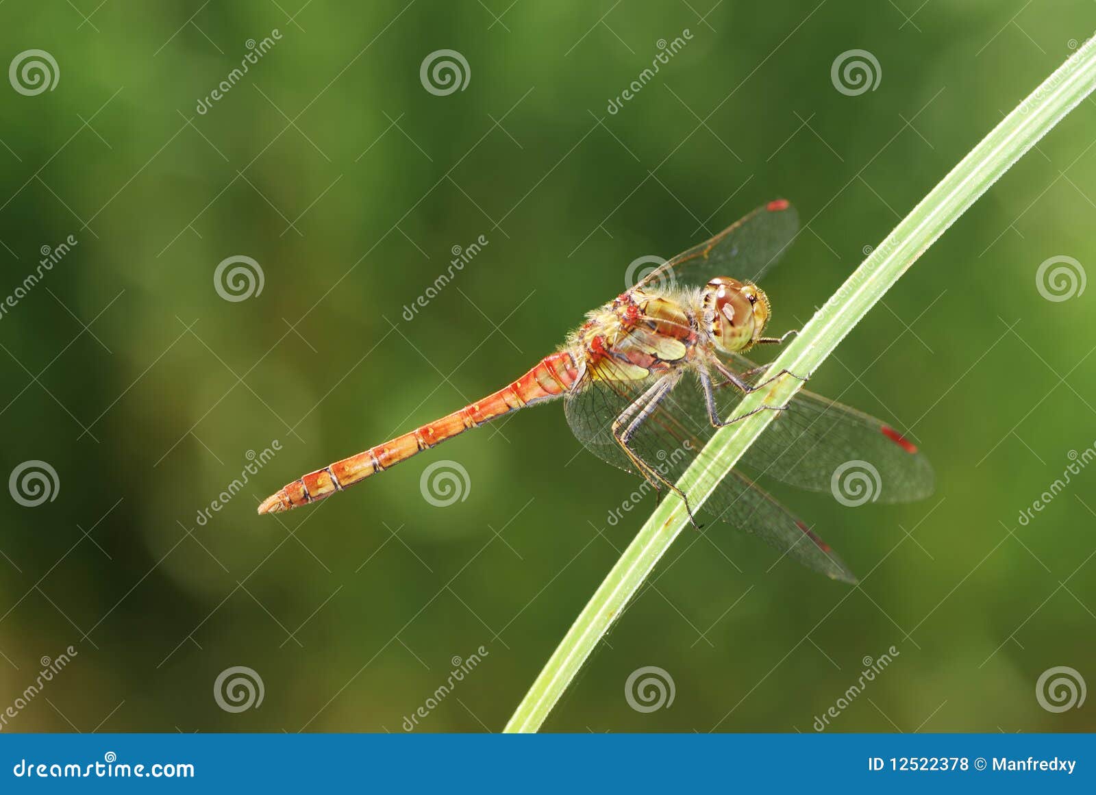 Libellule rouge photo stock. Image du nature, centrale - 12522378