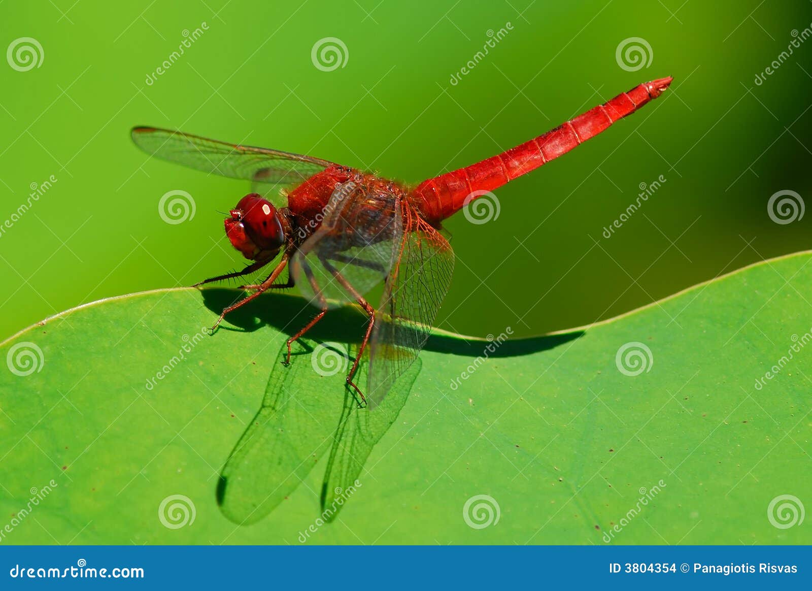 Libellule rouge photo stock. Image du contraste, damselfly - 3804354