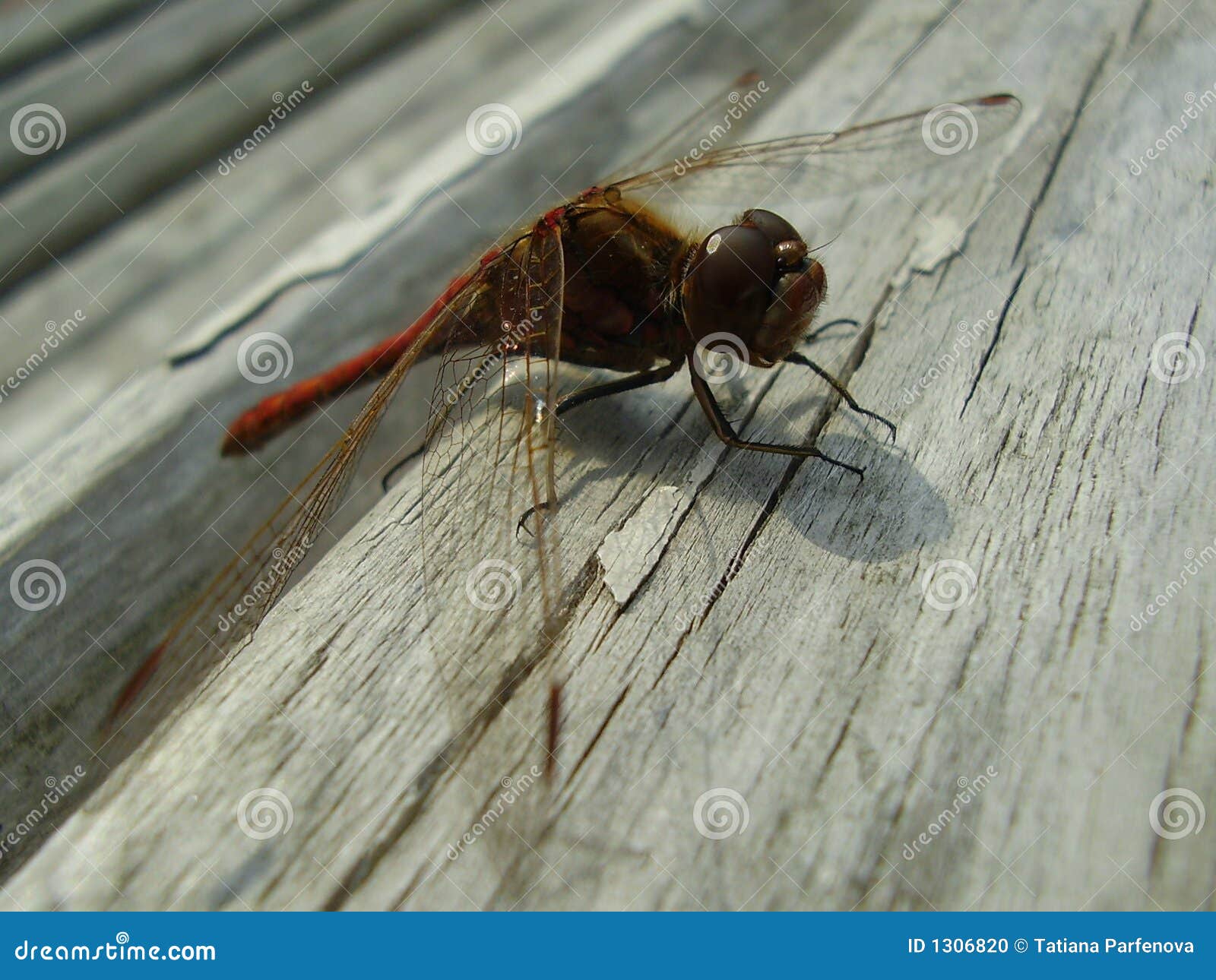 Libellule rouge 4 photo stock. Image du details, nature - 1306820