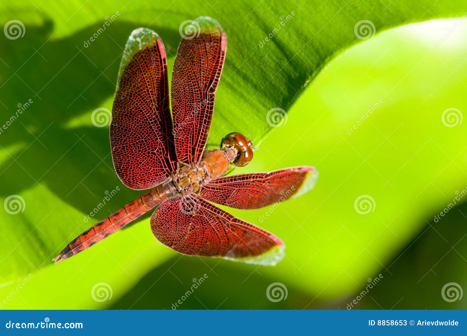 Libellule rouge image stock. Image du stationnement, velu - 8858653