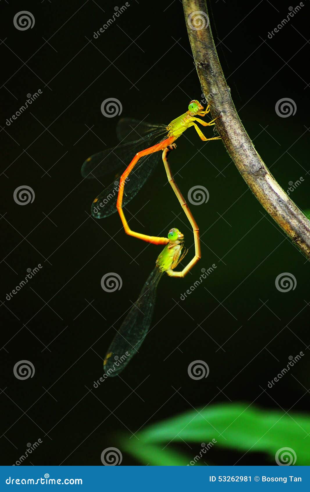 Libellule Rouge De L'accouplement Image stock - Image du deadwood ...