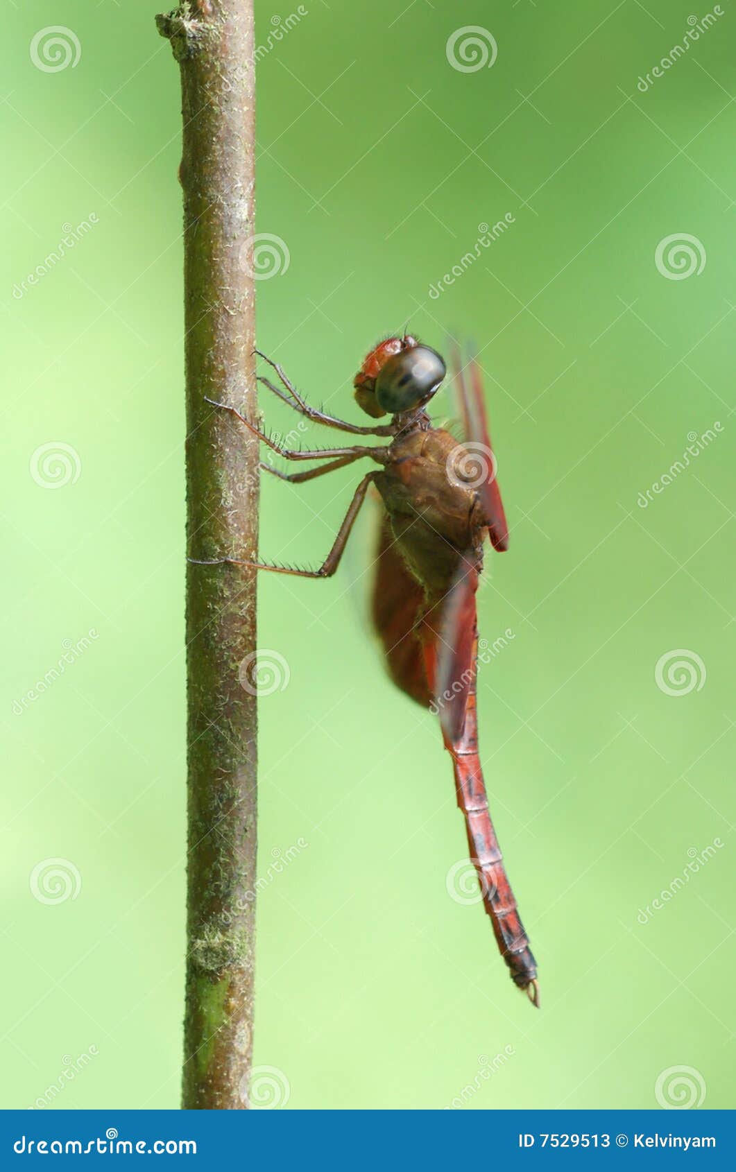 Libellule Rouge En Position Verticale Image stock - Image du côté ...