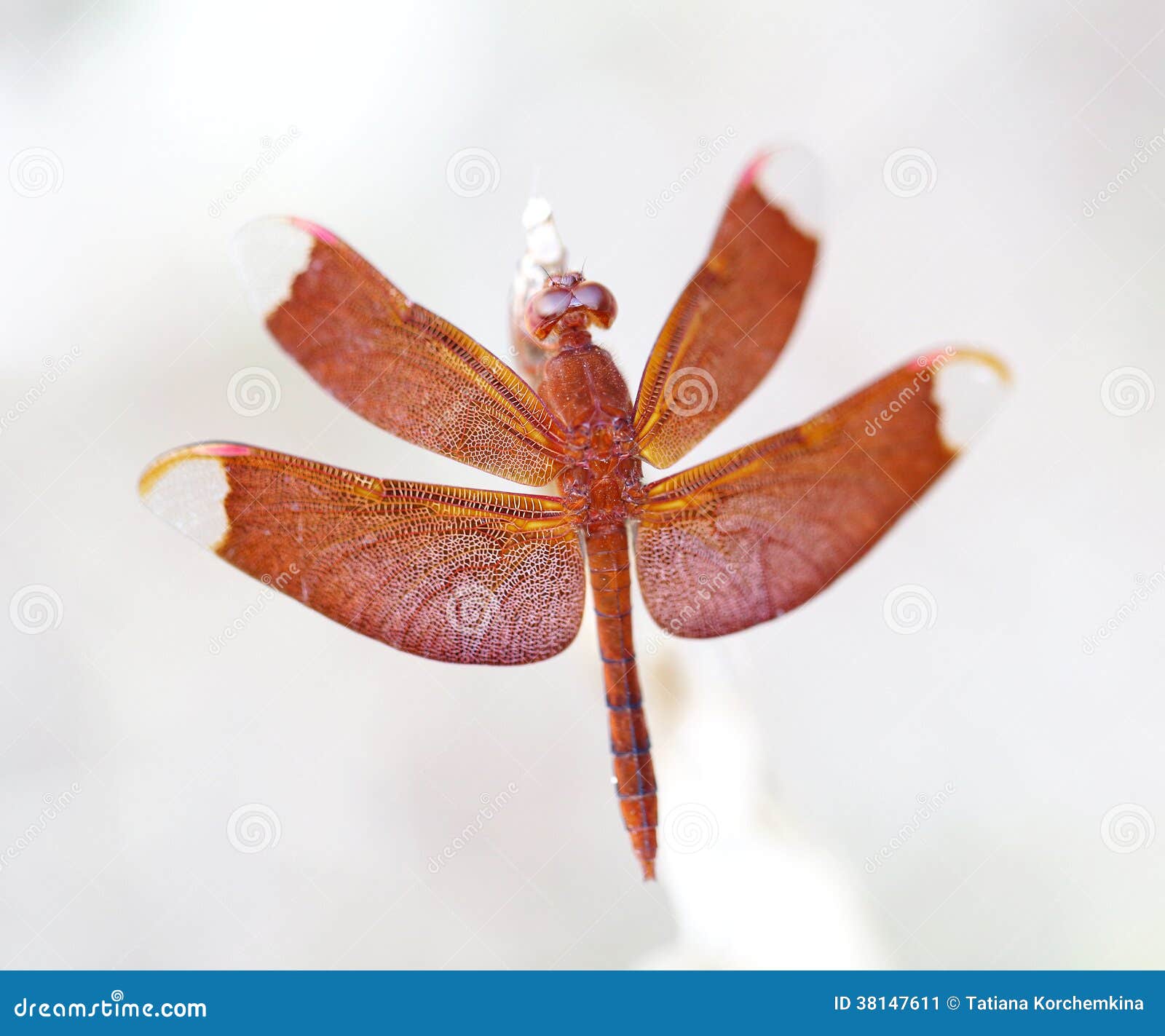 Libellule rouge exotique image stock. Image du biologie - 38147611