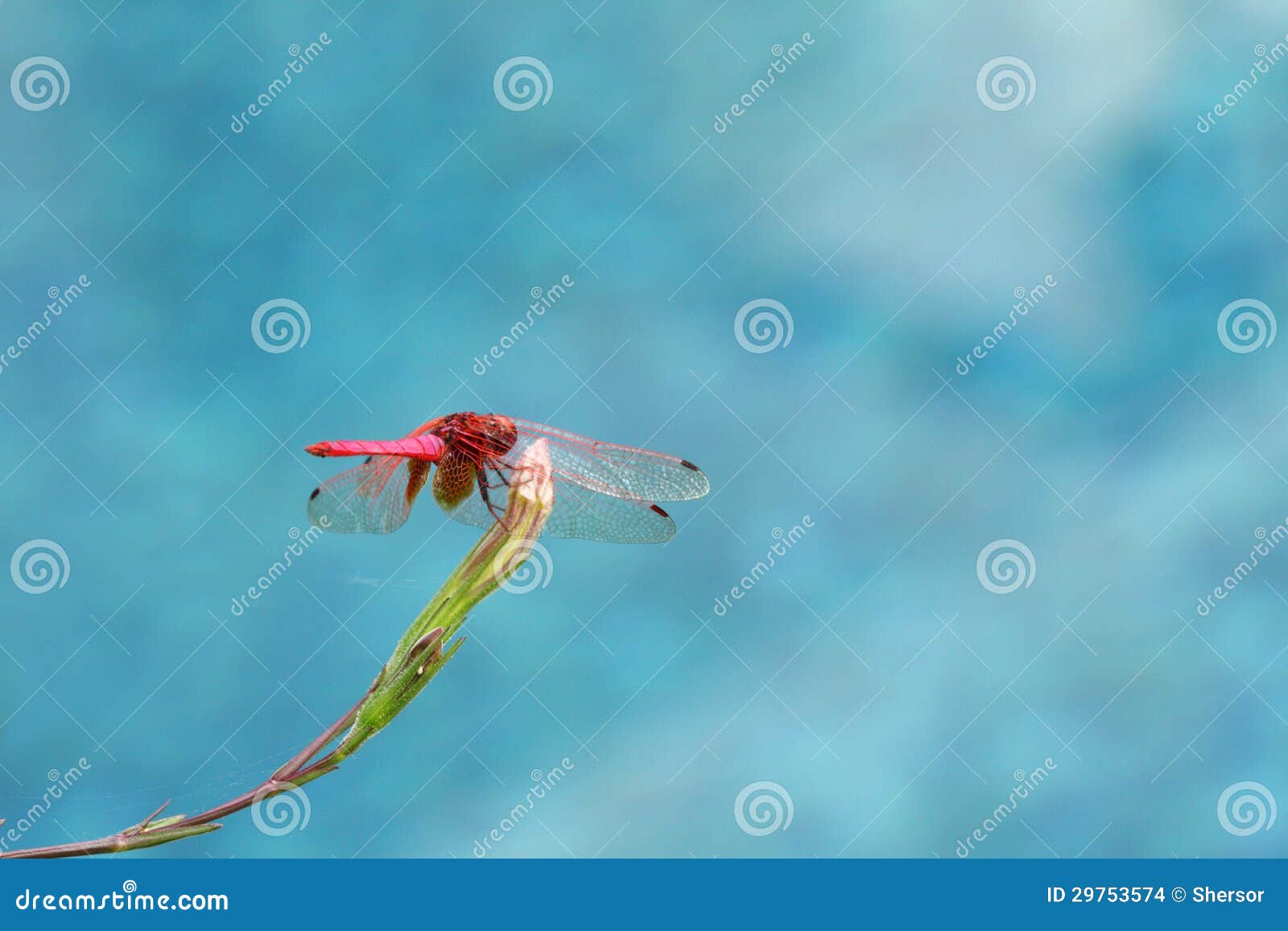 Libellule Rouge Au-dessus De Fond Bleu Photo stock - Image du fond ...