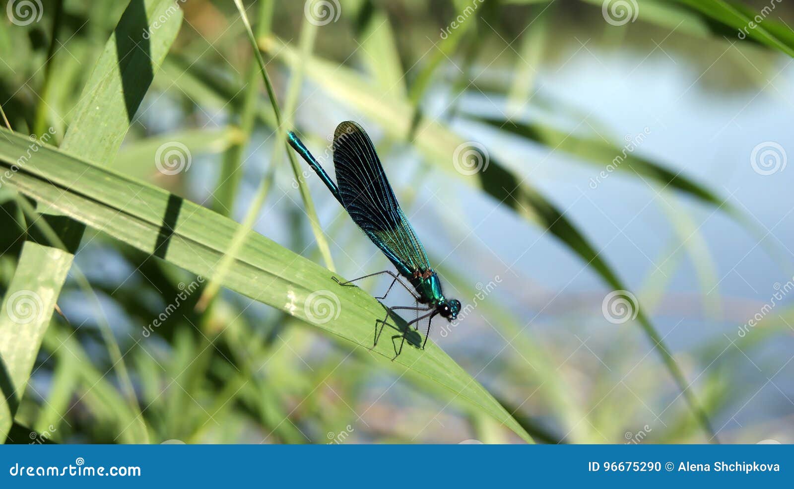 Libellule Sur Un Branchement Photo stock - Image du ébène, noir: 96675290