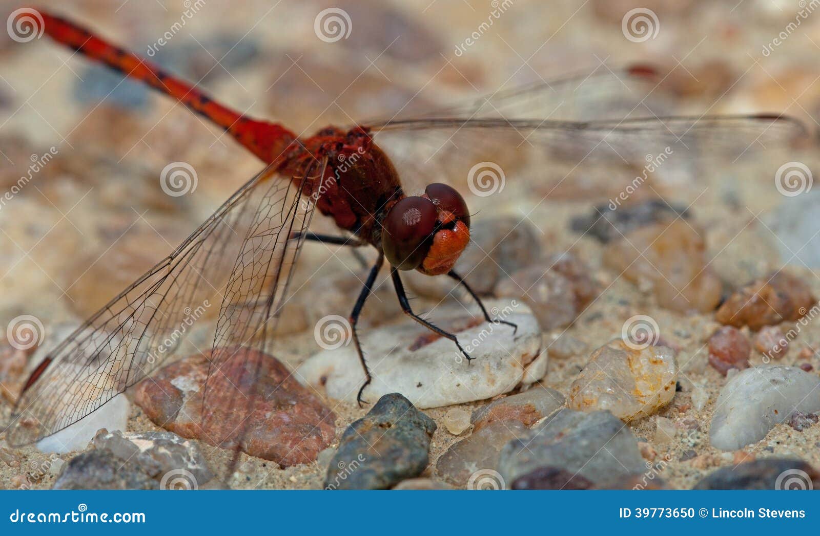 Libellule - visage rouge photo stock. Image du nature - 39773650