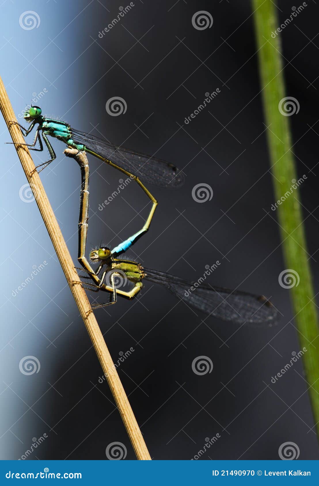 Libellules photo stock. Image du image, oeil, trellis - 21490970