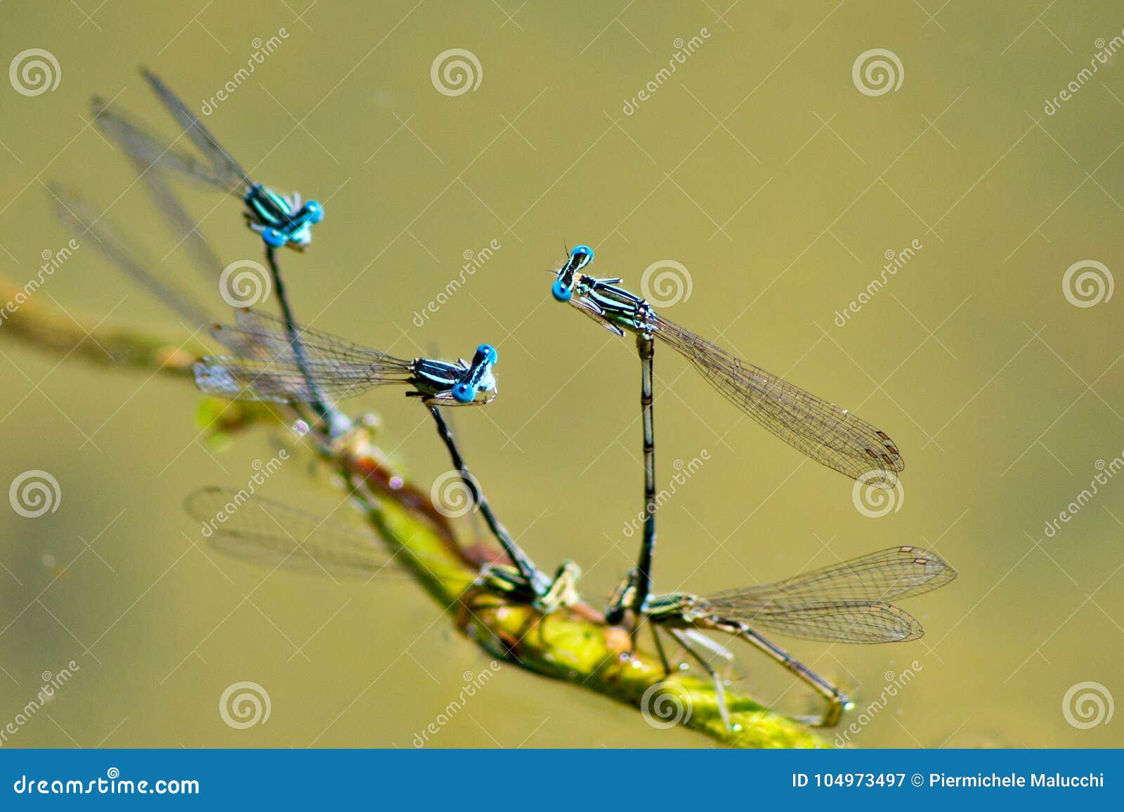 Libellules Bleues D'accouplement Et De Reproduction Sur Le Lac Image ...