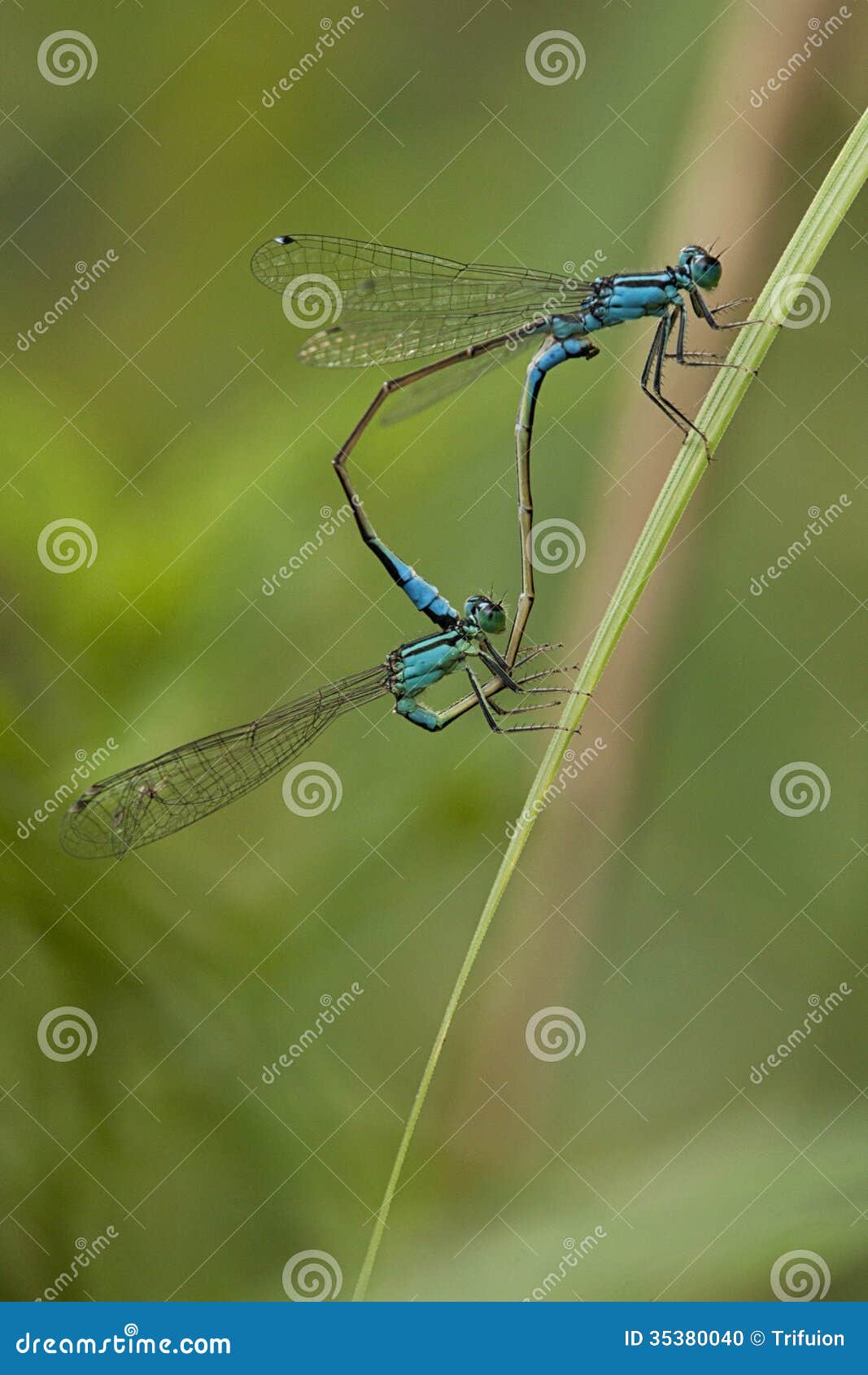 LIBELLULES BLEUES DE ACCOUPLEMENT Photo stock - Image du damselfly ...
