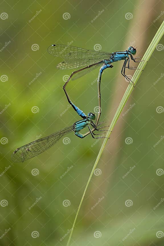 LIBELLULES BLEUES DE ACCOUPLEMENT Photo stock - Image du damselfly ...