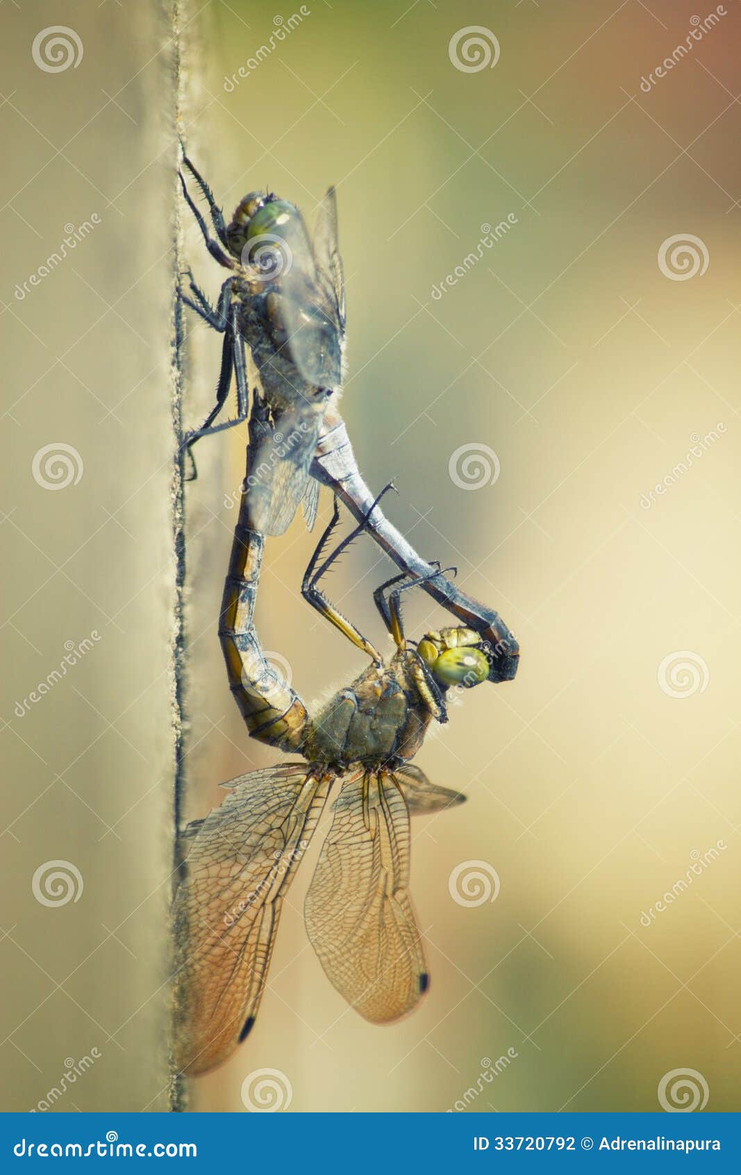 Libellules dans l'amour photo stock. Image du libellule - 33720792