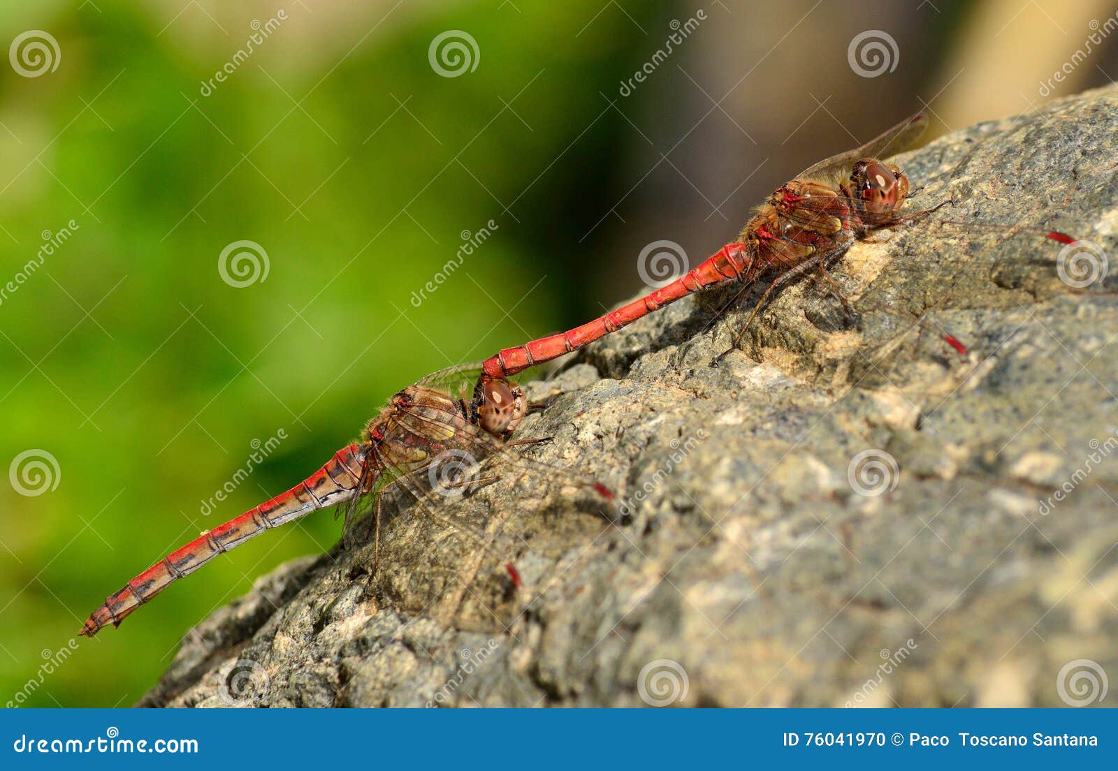 Libellules Dans Le Rituel De Accouplement Photo stock - Image du rituel ...