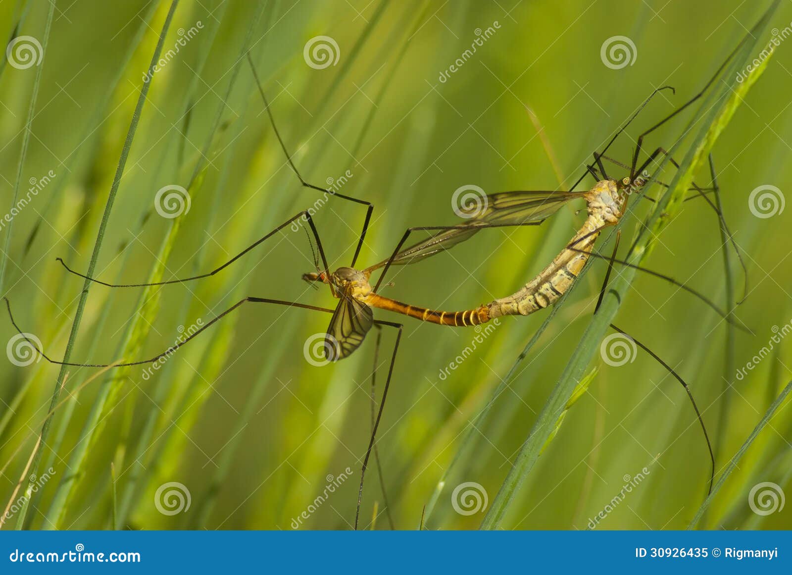 Libellules de accouplement image stock. Image du vert - 30926435