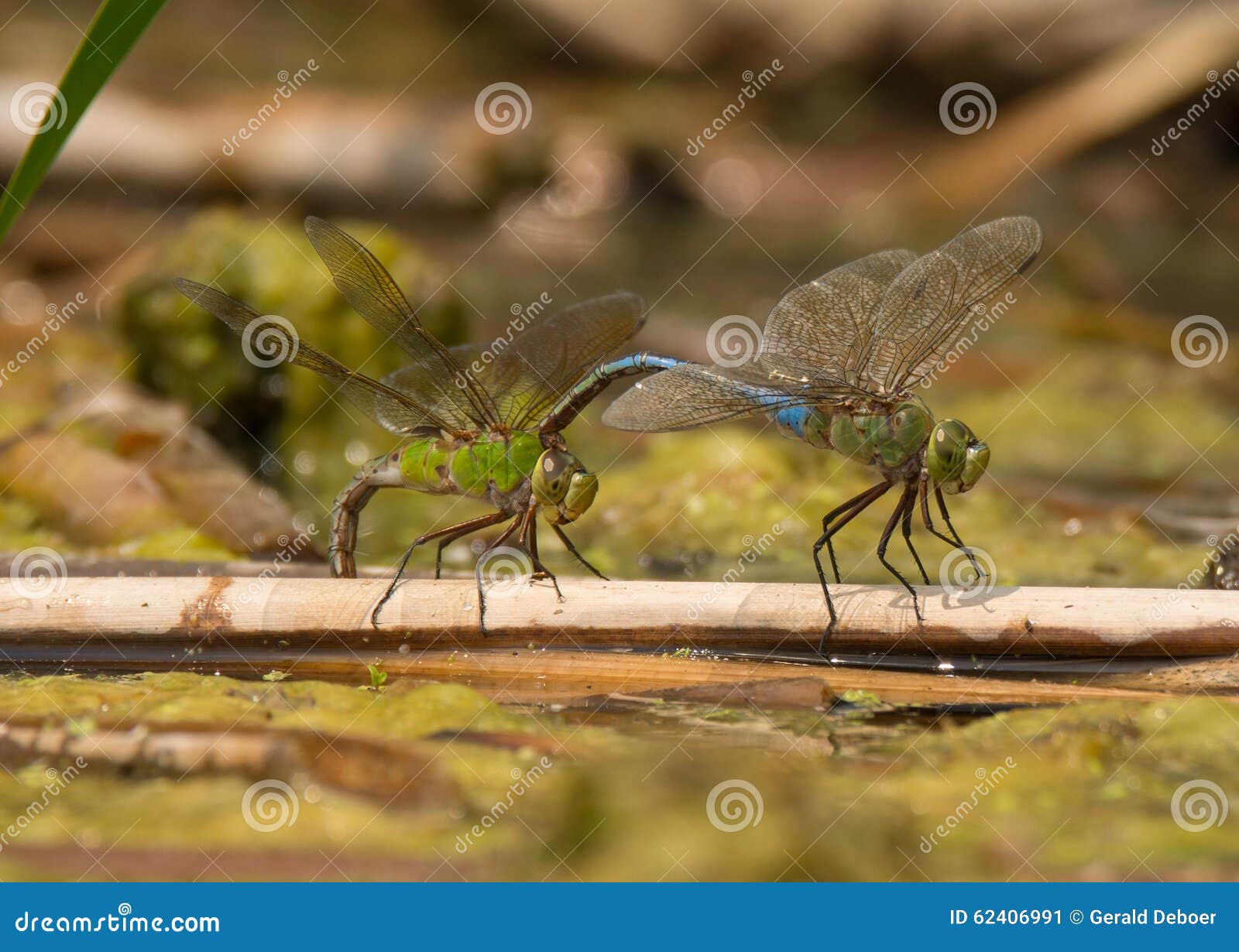 Libellules de accouplement image stock. Image du vert - 62406991