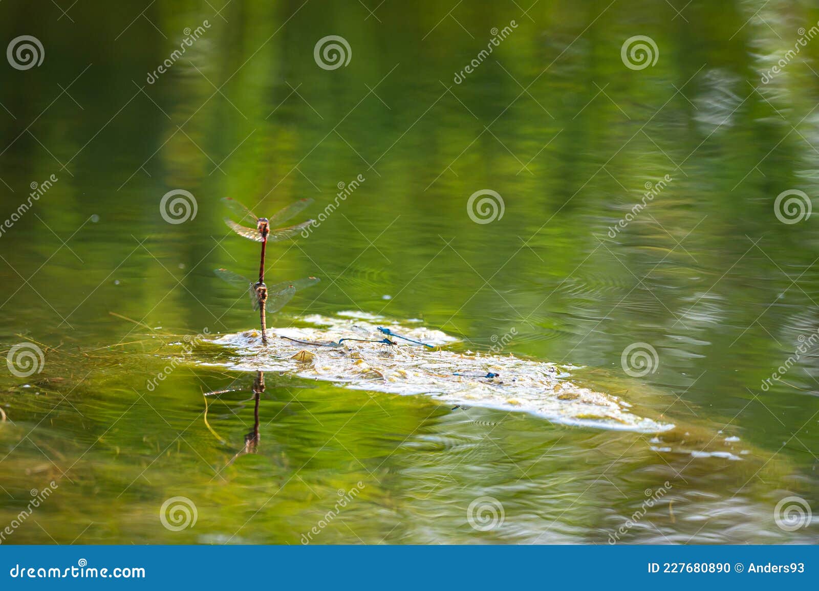 Libellules De Dard Commun Accouplement Et Ponte D'oeufs Photo stock ...