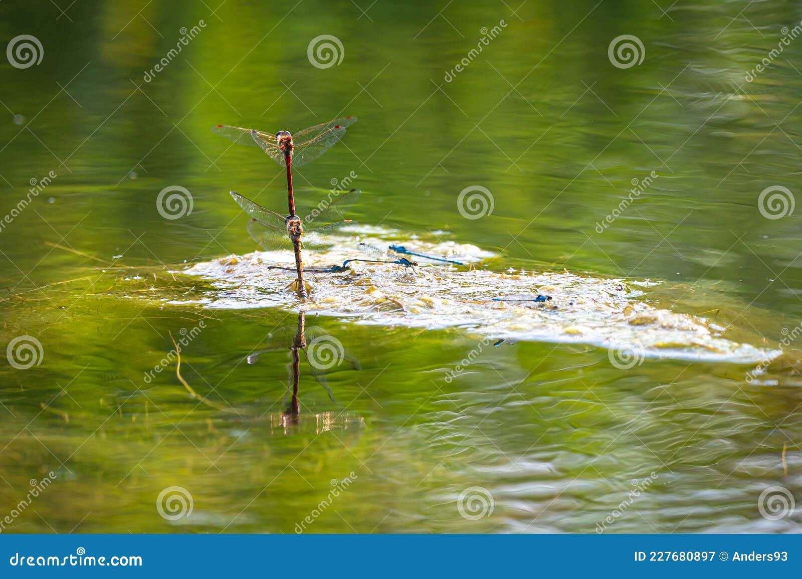 Libellules De Dard Commun Accouplement Et Ponte D'oeufs Image stock ...