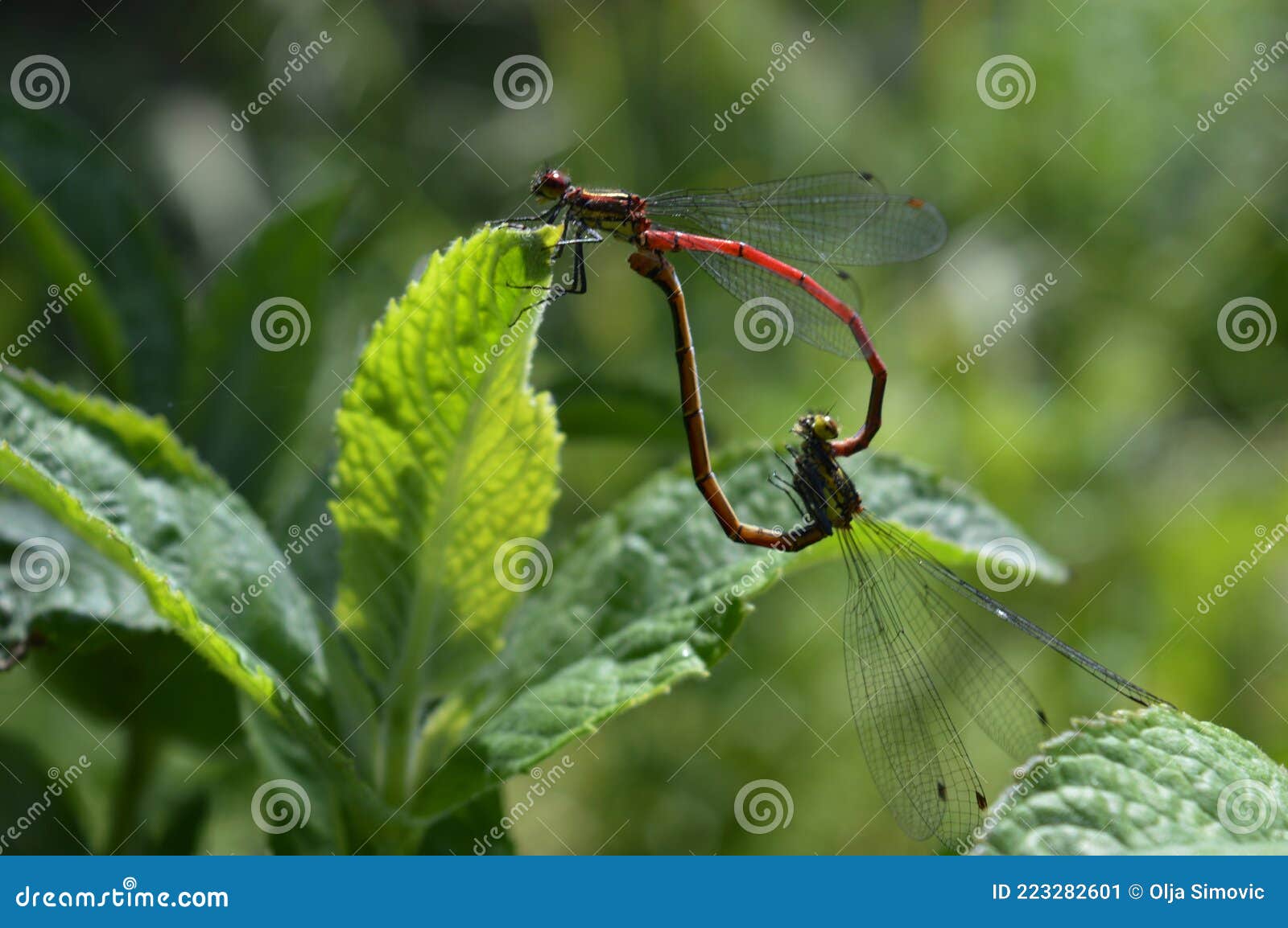 Libellules Rouges Dans L'amour Image stock - Image of rouge, centrale ...
