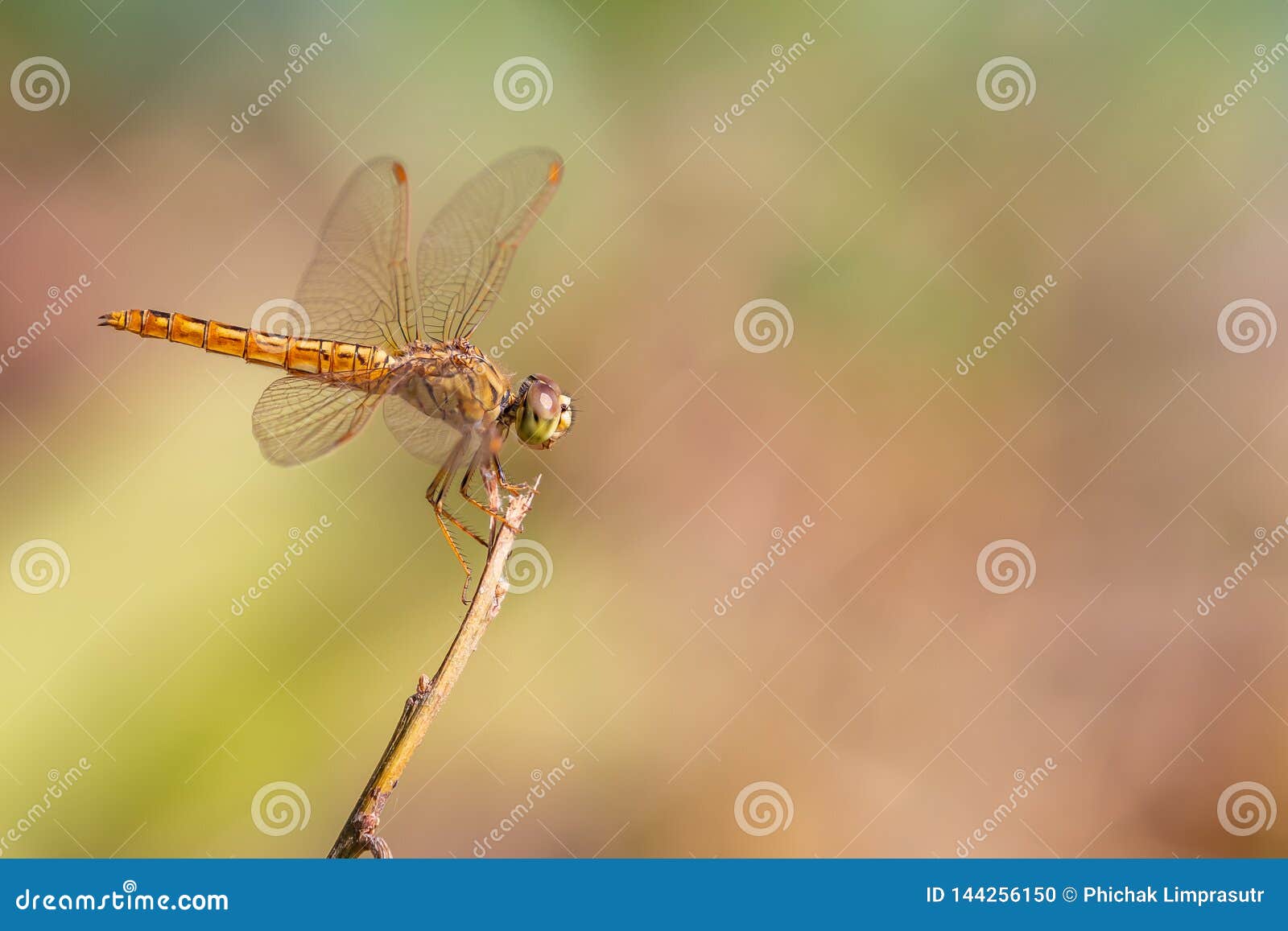 Libellulidae Dragonfly Perching on a Perch with Blurred Background ...
