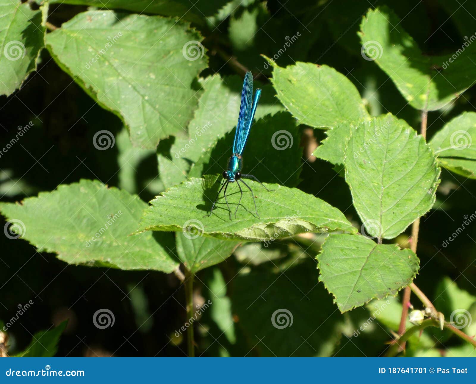 Libelo azul imagen de archivo. Imagen de hoja, sentada - 187641701