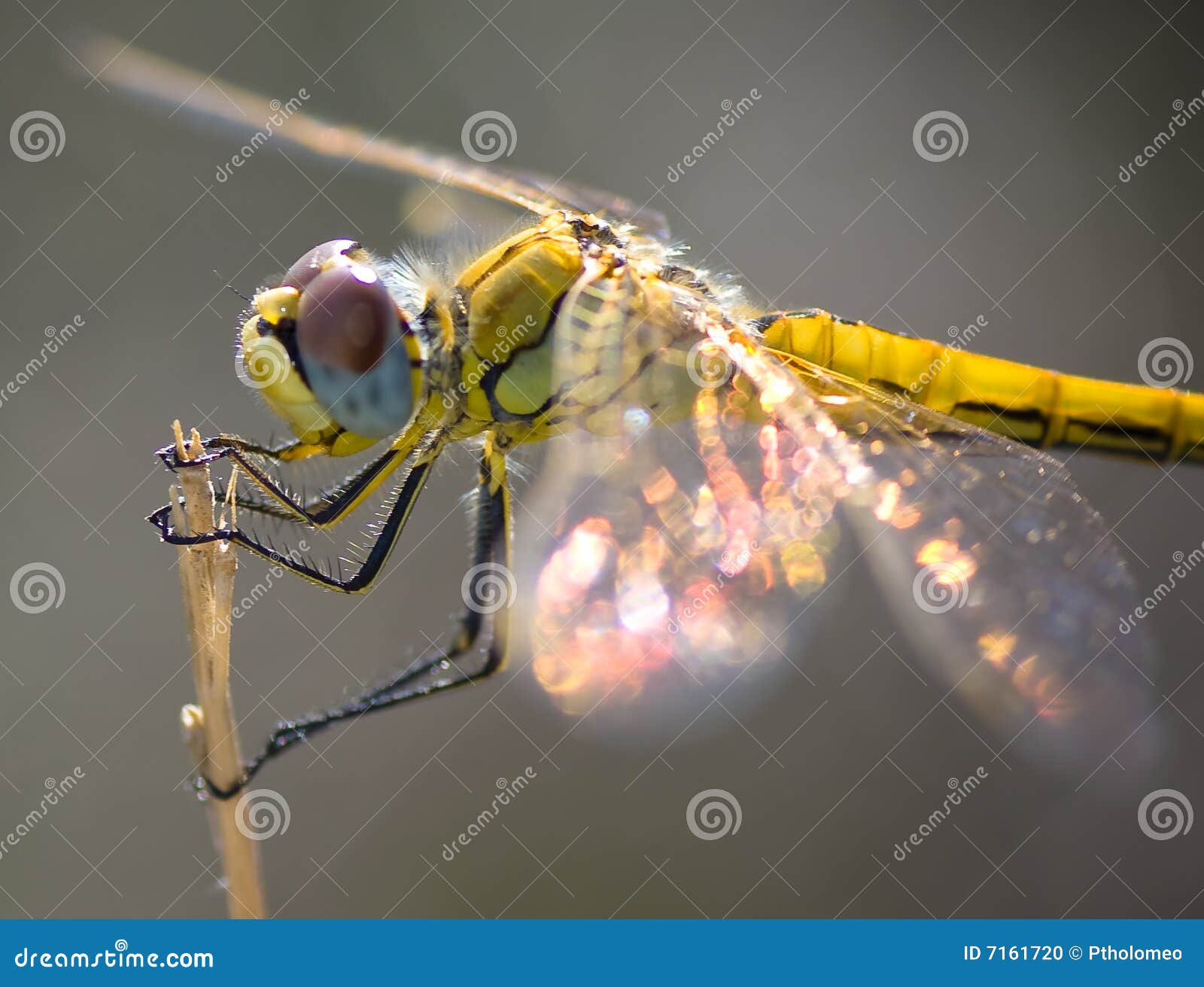 Libelula amarilla stock photo. Image of insect, flying - 7161720