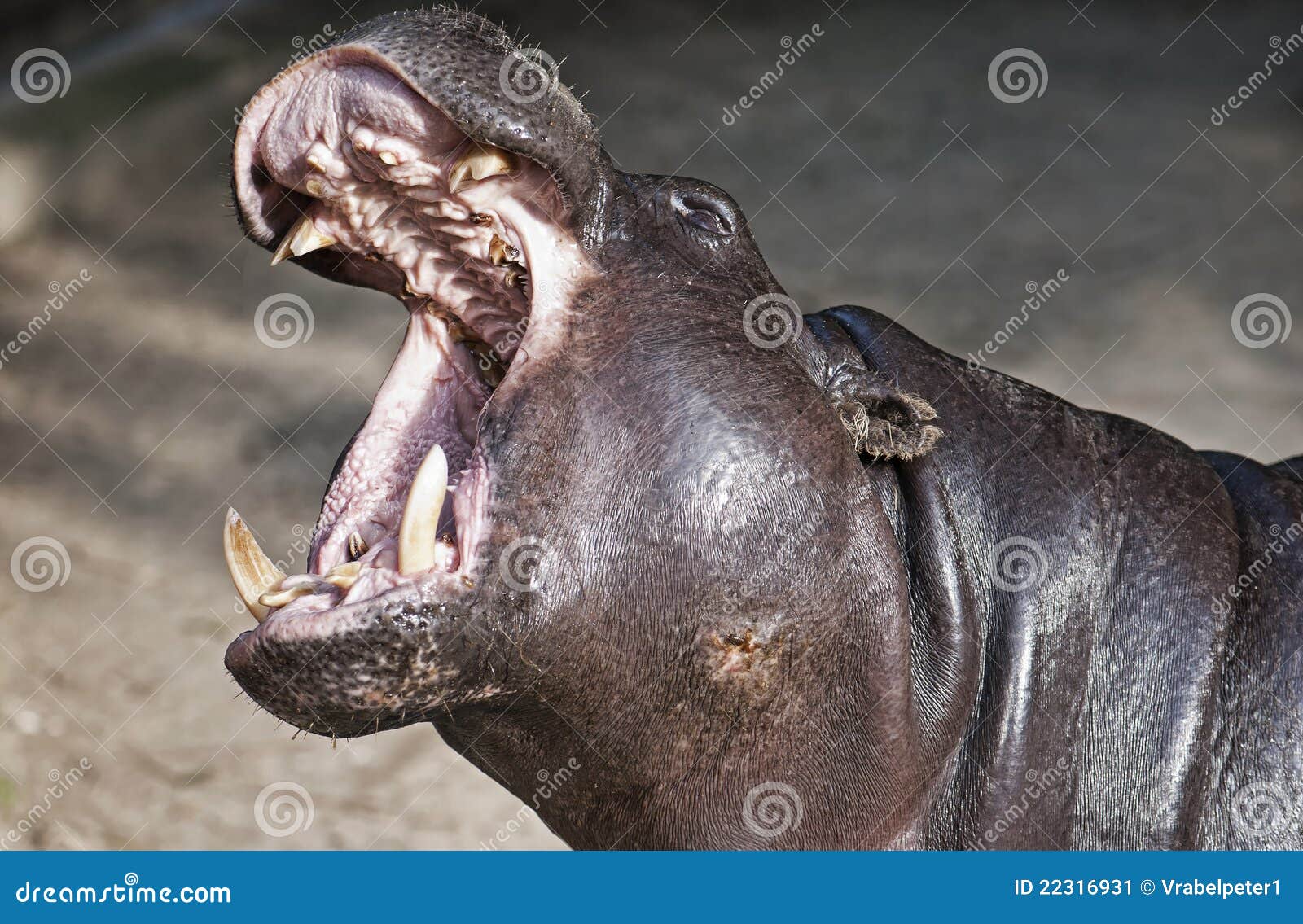 Liberian Hippo Skull Details Royalty-Free Stock Photo | CartoonDealer ...