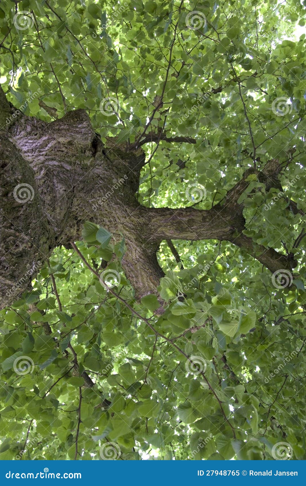 The Liberty Tree stock image. Image of liberty, liberation - 27948765