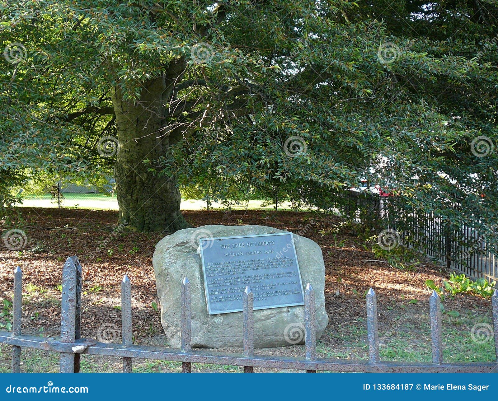 The Liberty Tree with Plaque in Front of the Tree Editorial Photography ...