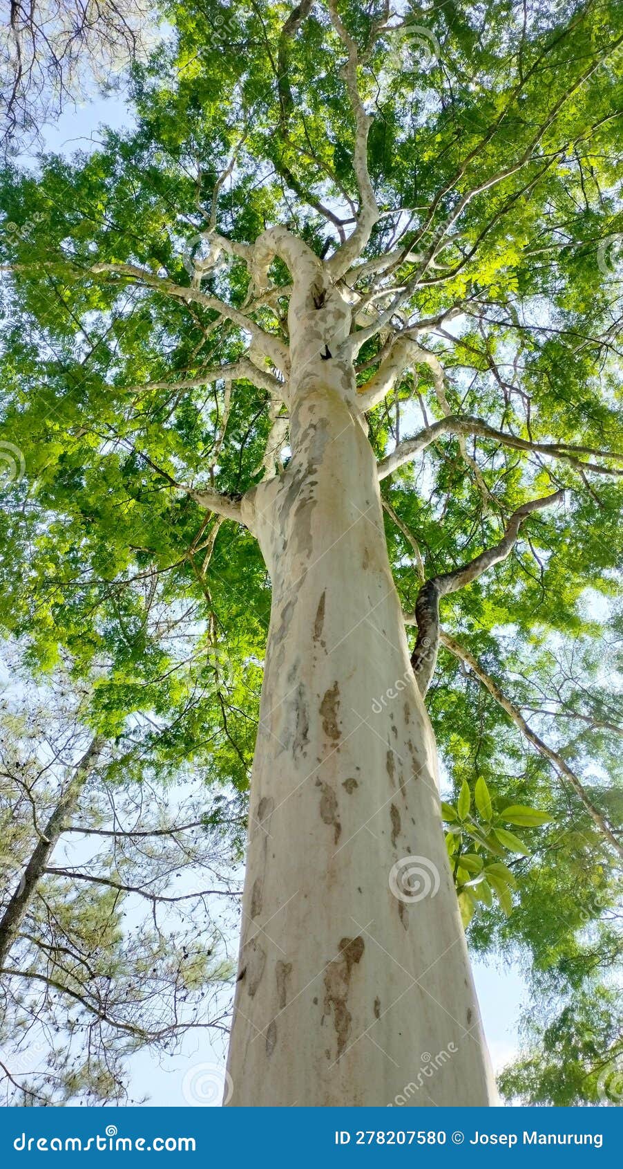 The Libidibia Ferrea Tree, or Formerly Caesalpinia Ferrea, is Known As ...