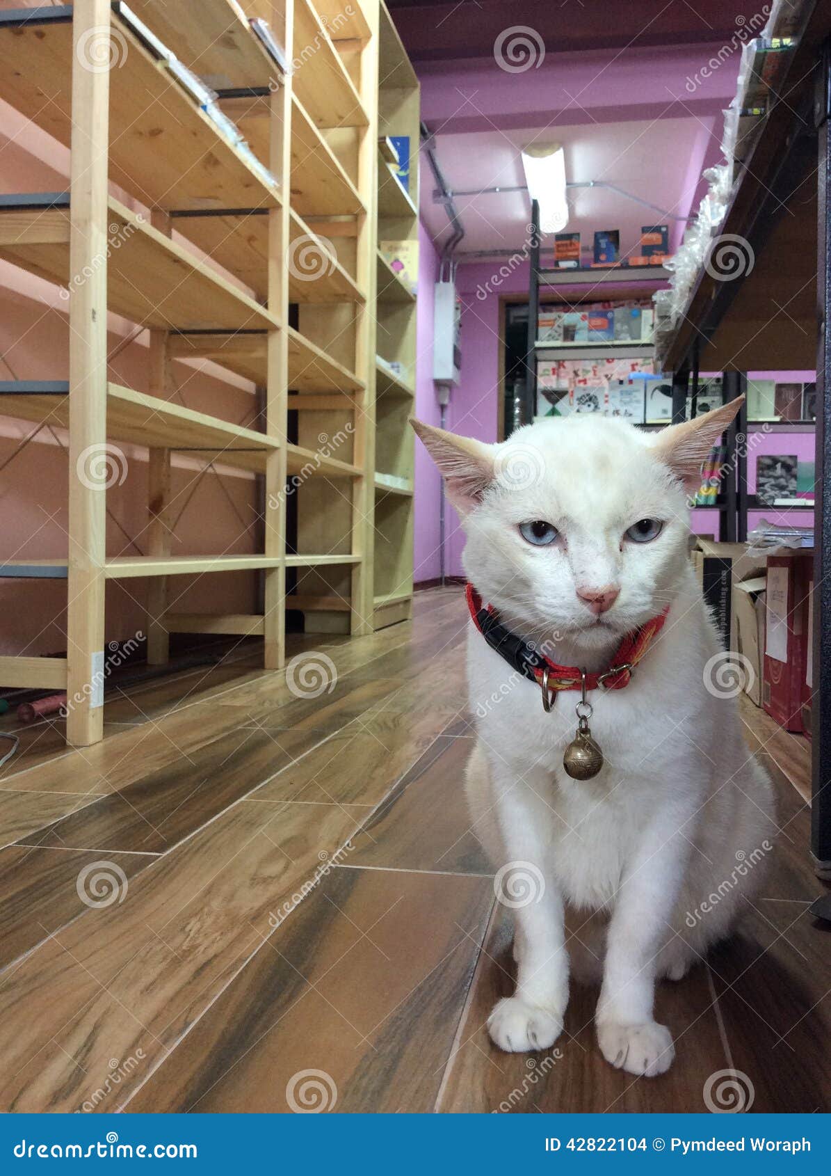 Librarian cat editorial stock image. Image of white, bookshelf - 42822104