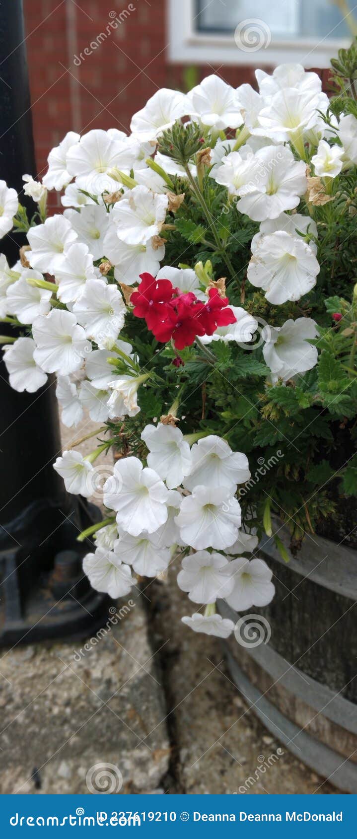 Library Flowers, Beautiful White with a Splash of Red Stock Photo ...