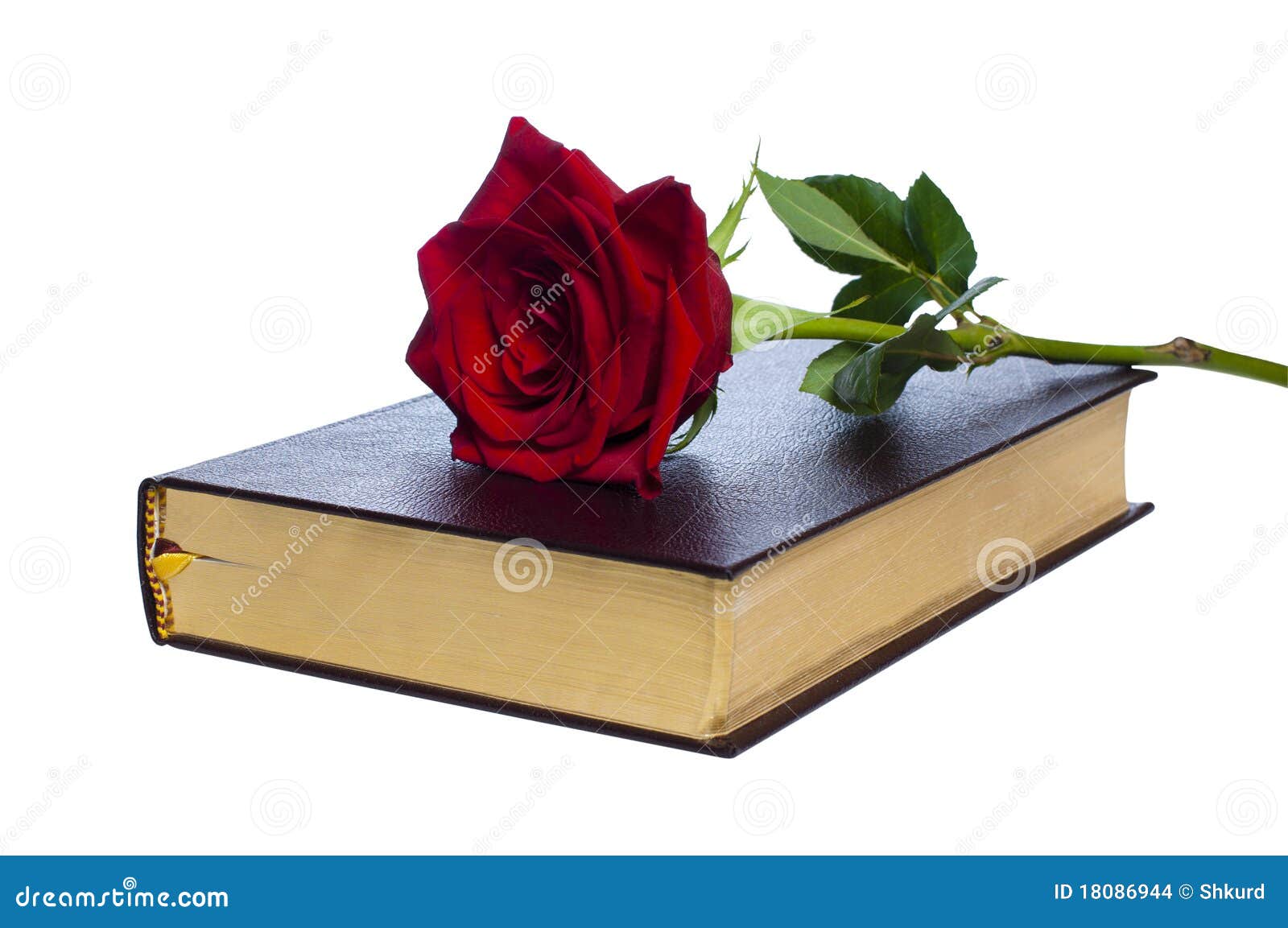 Libro con una rosa foto de archivo. Imagen de amor, valentina - 18086944