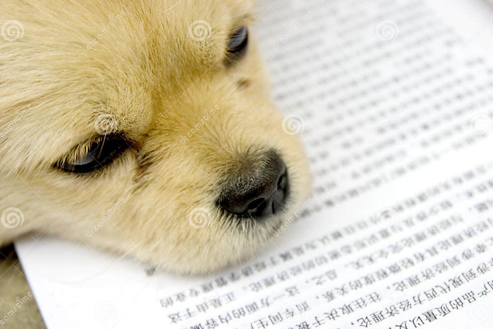 Libro De Lectura Del Perrito Foto de archivo - Imagen de recuperador ...