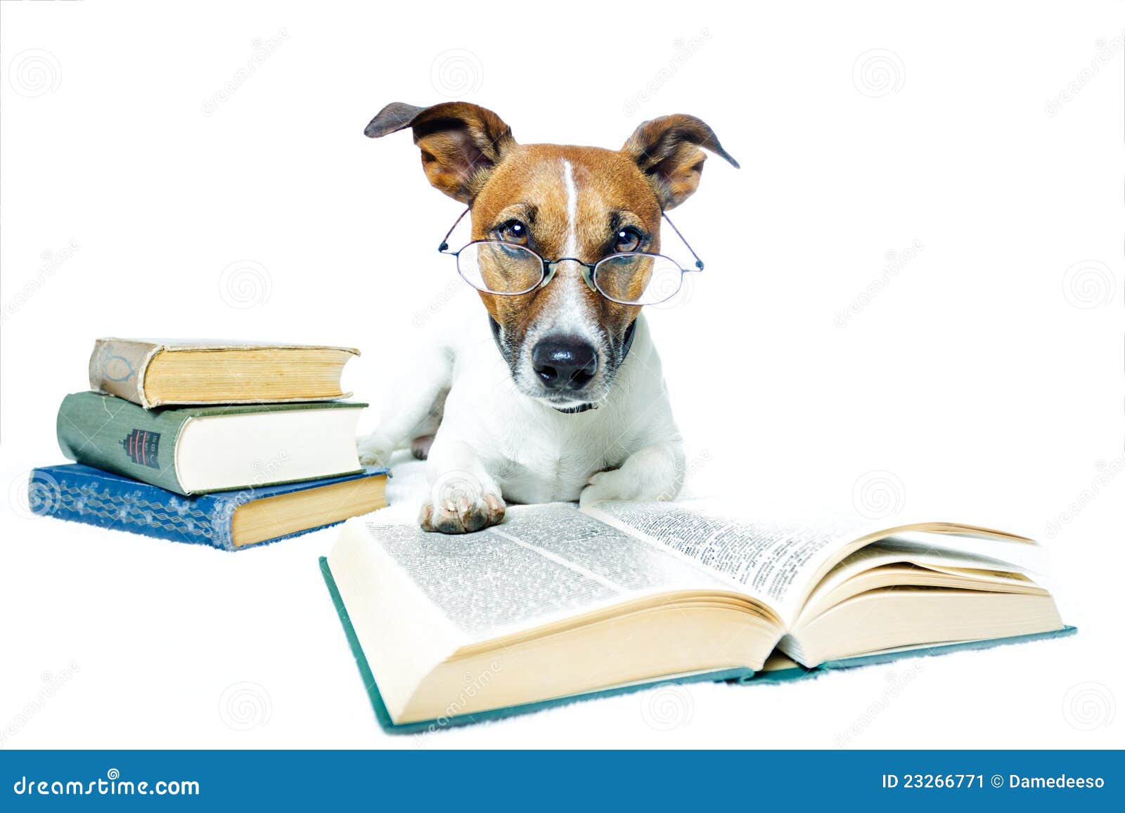 Libros De Lectura Del Perro Imagen de archivo - Imagen de cristales ...