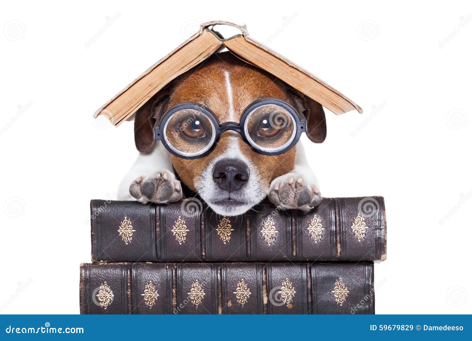 Libros De Lectura Del Perro Imagen de archivo - Imagen de blanco ...