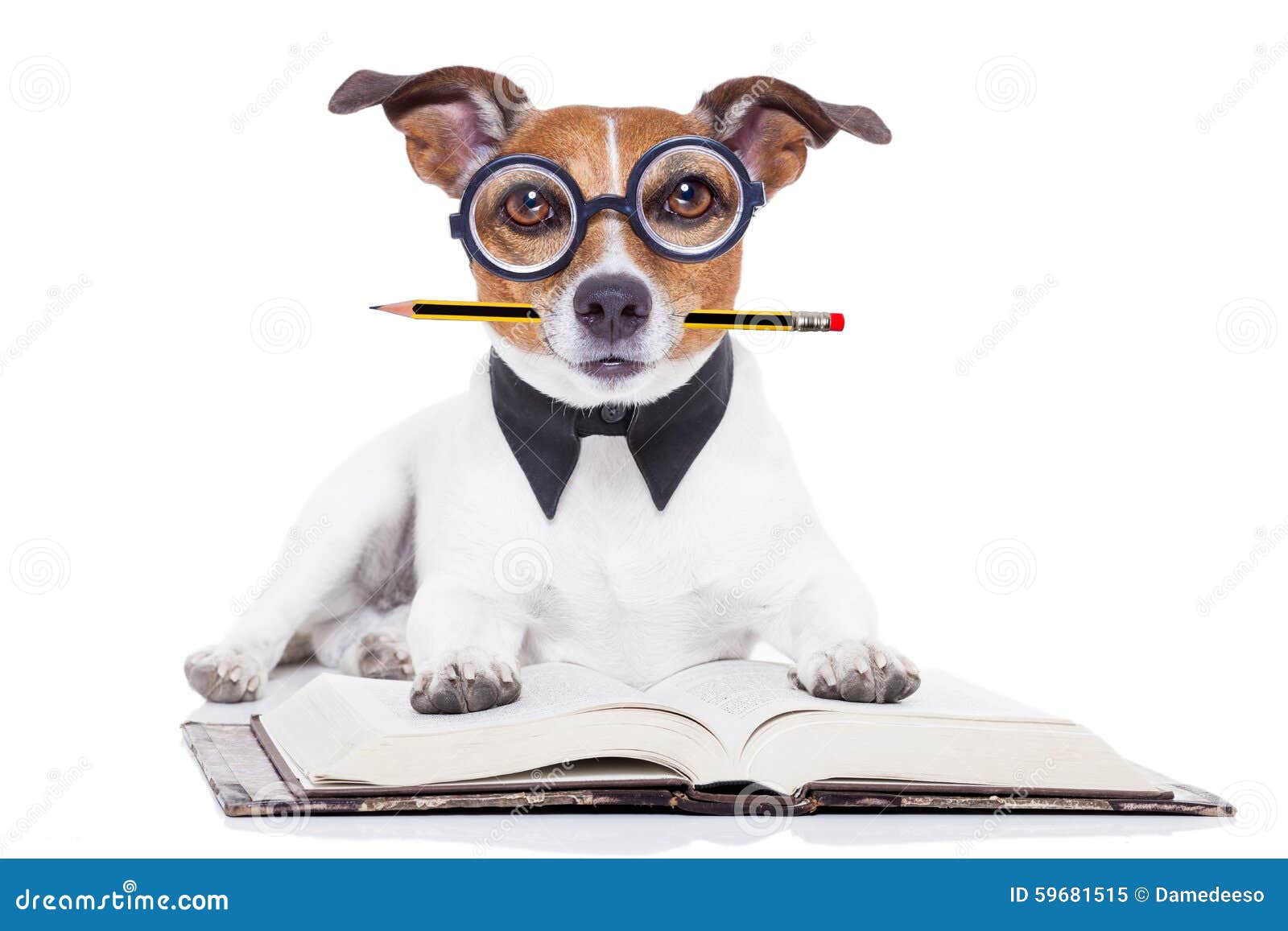 Libros De Lectura Del Perro Imagen de archivo - Imagen de asimiento ...