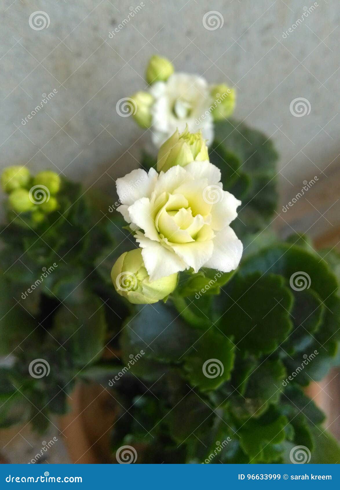 Libya stock image. Image of flower, plants, kalanchoe - 96633999
