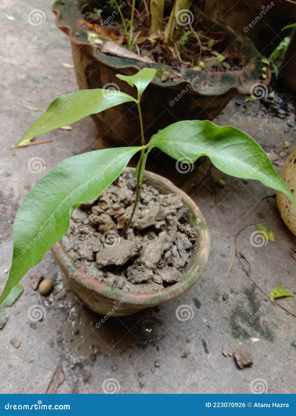 Licchi Stock Photos - Free & Royalty-Free Stock Photos from Dreamstime