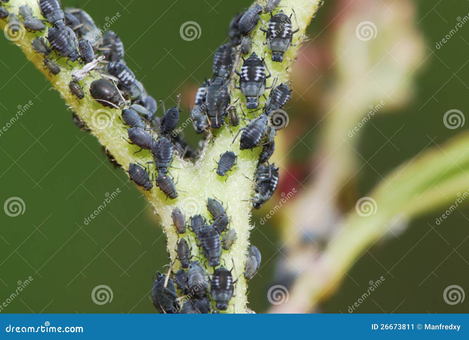 Lice stock image. Image of aphid, insect, plant, animal - 26673811