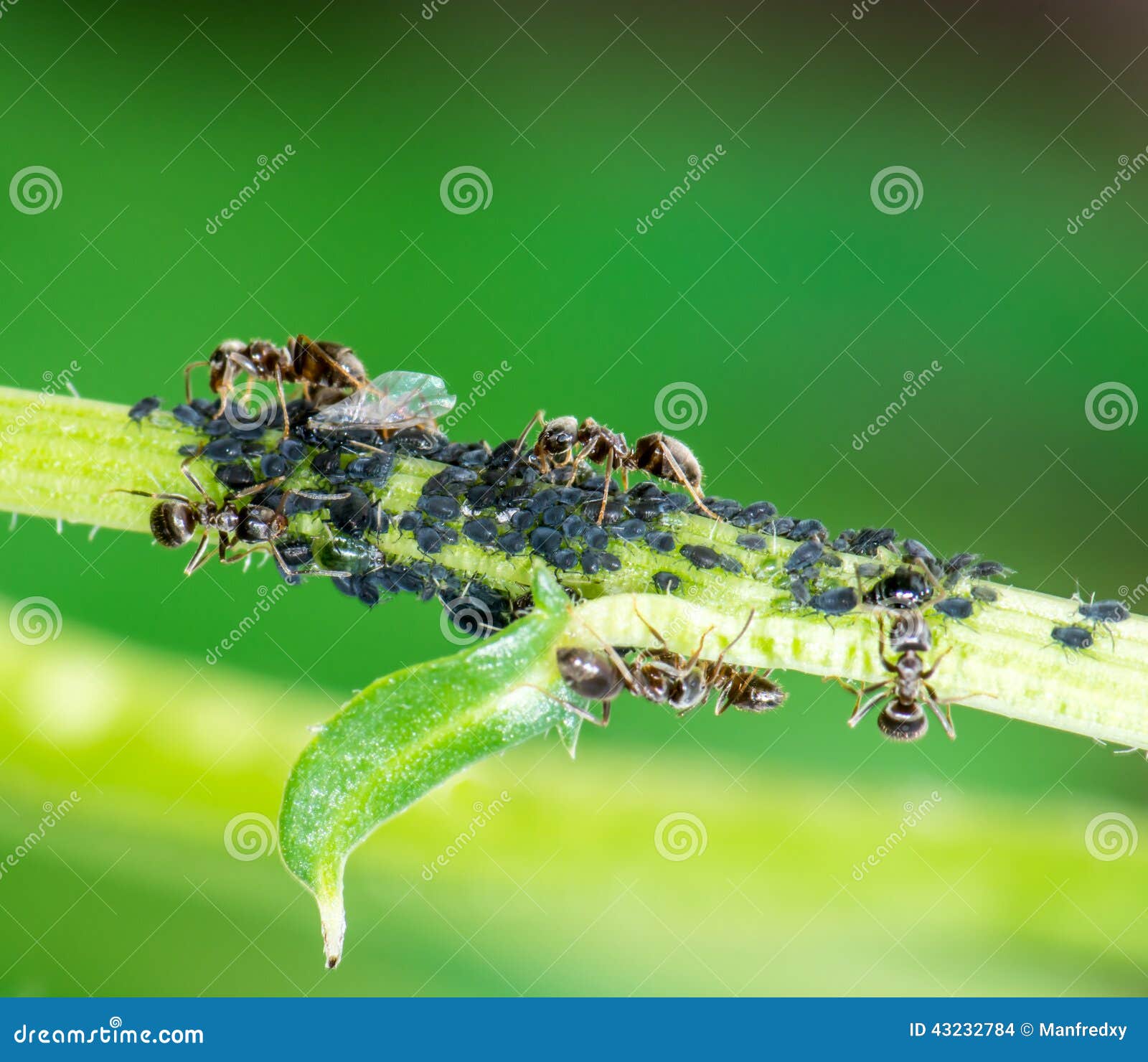 Lice and Ants stock photo. Image of louse, bloom, infestation - 43232784