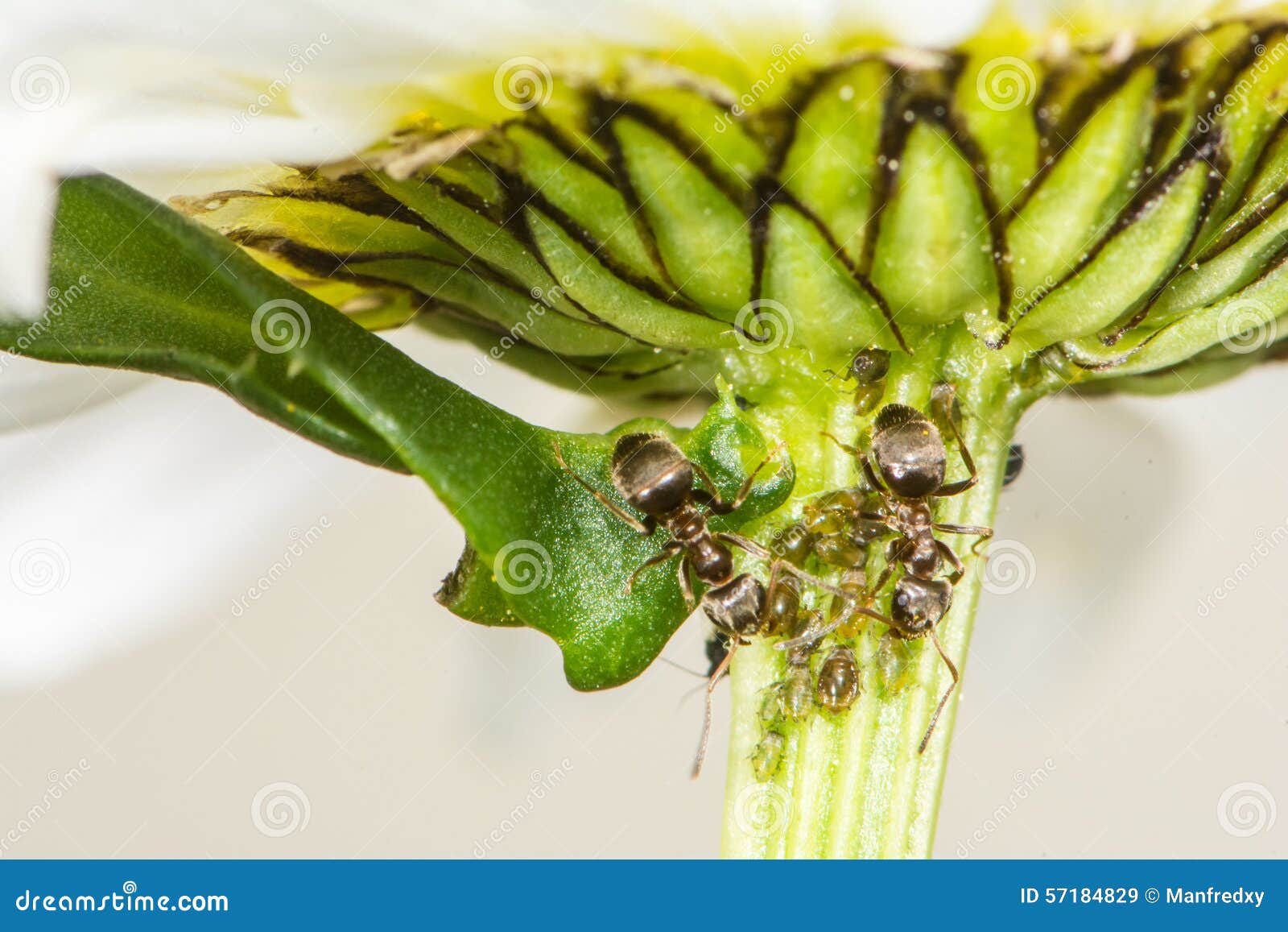 Lice and Ants stock image. Image of nature, vermin, stem - 57184829