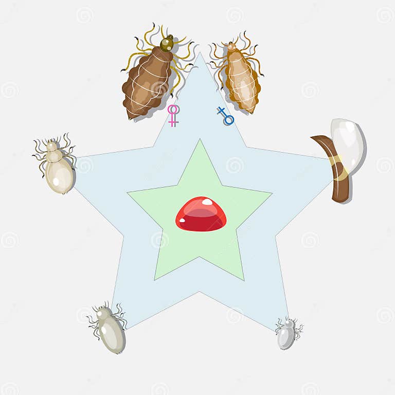 Lice Development Stages stock vector. Illustration of insects - 176051071