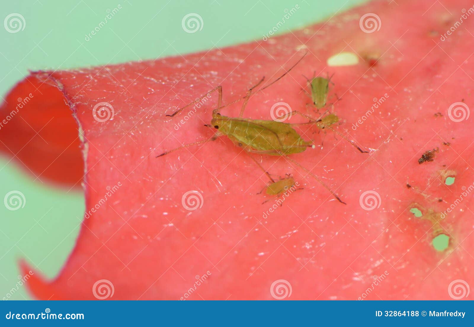 Lice stock photo. Image of insects, closeup, lice, leaf - 32864188