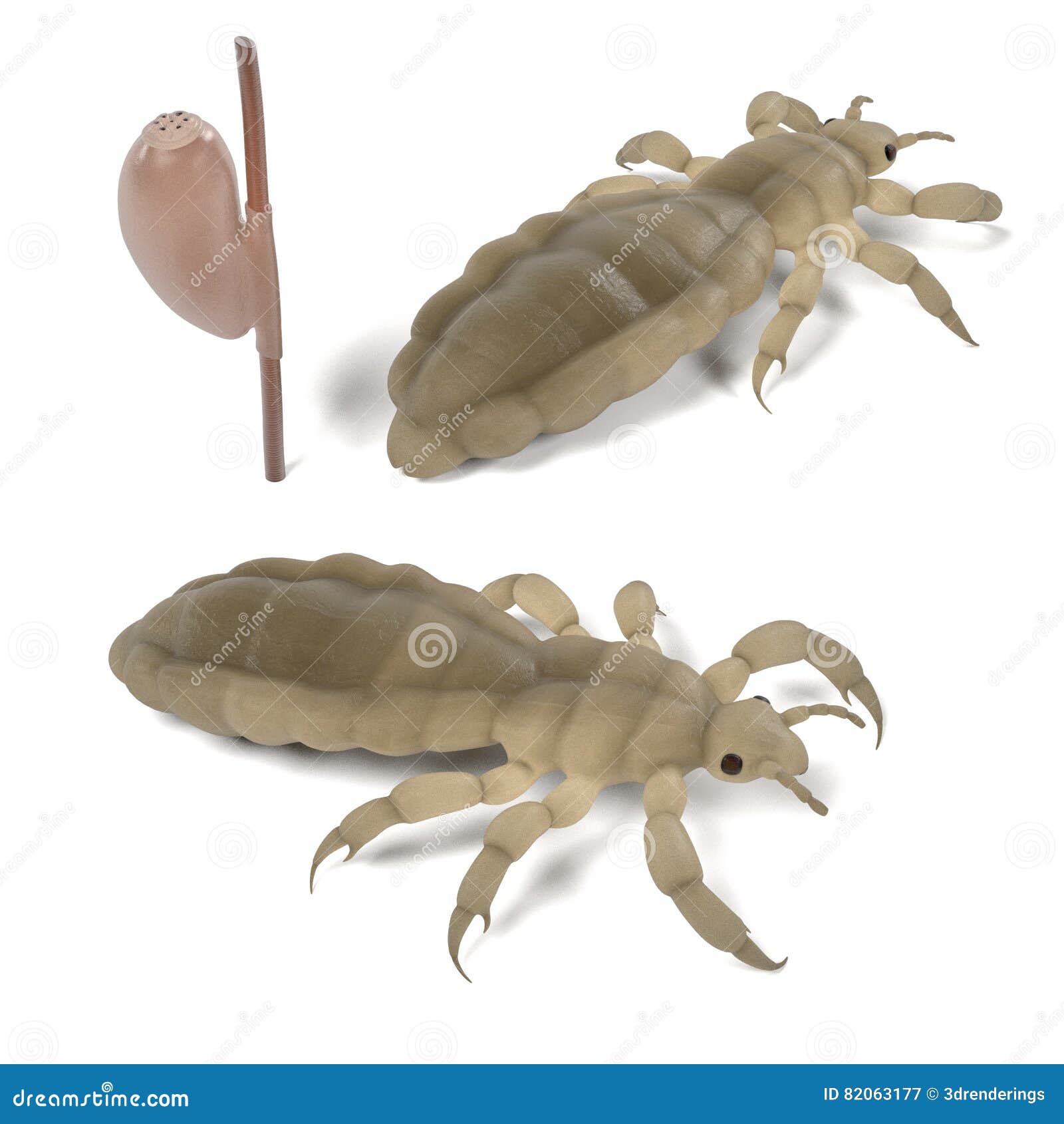 Lice set stock illustration. Illustration of pediculus - 82063177
