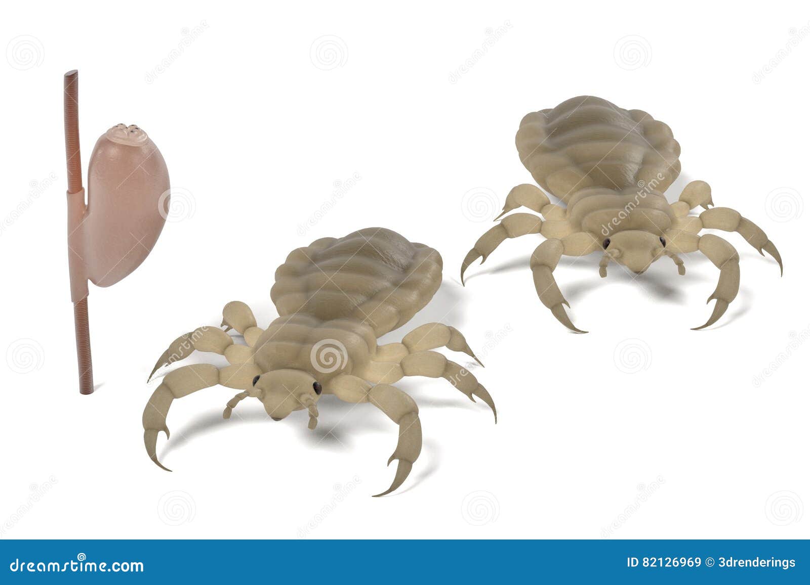 Lice set stock illustration. Illustration of female, parasite - 82126969