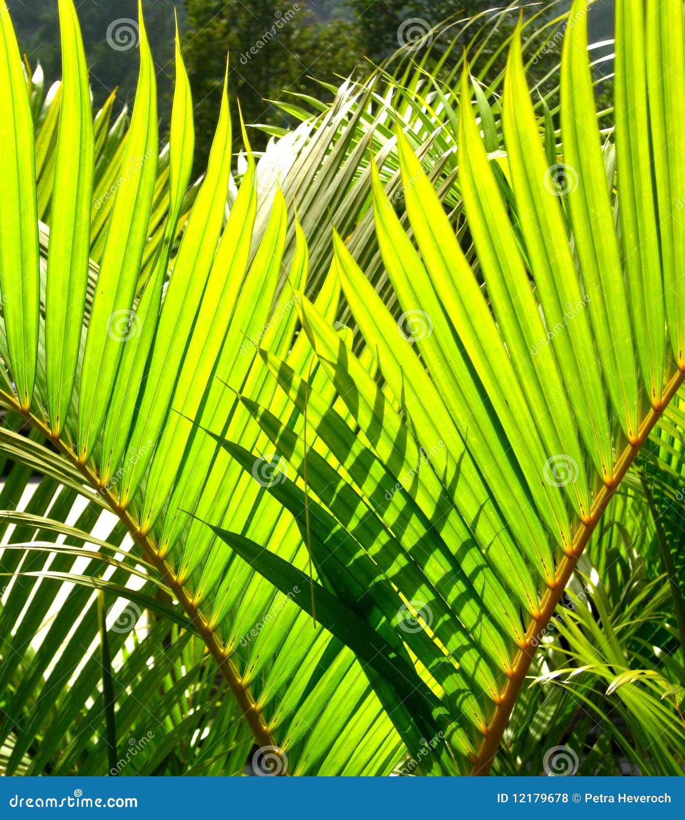 Licencia Verde De La Palmera Foto de archivo - Imagen de flora, arte ...