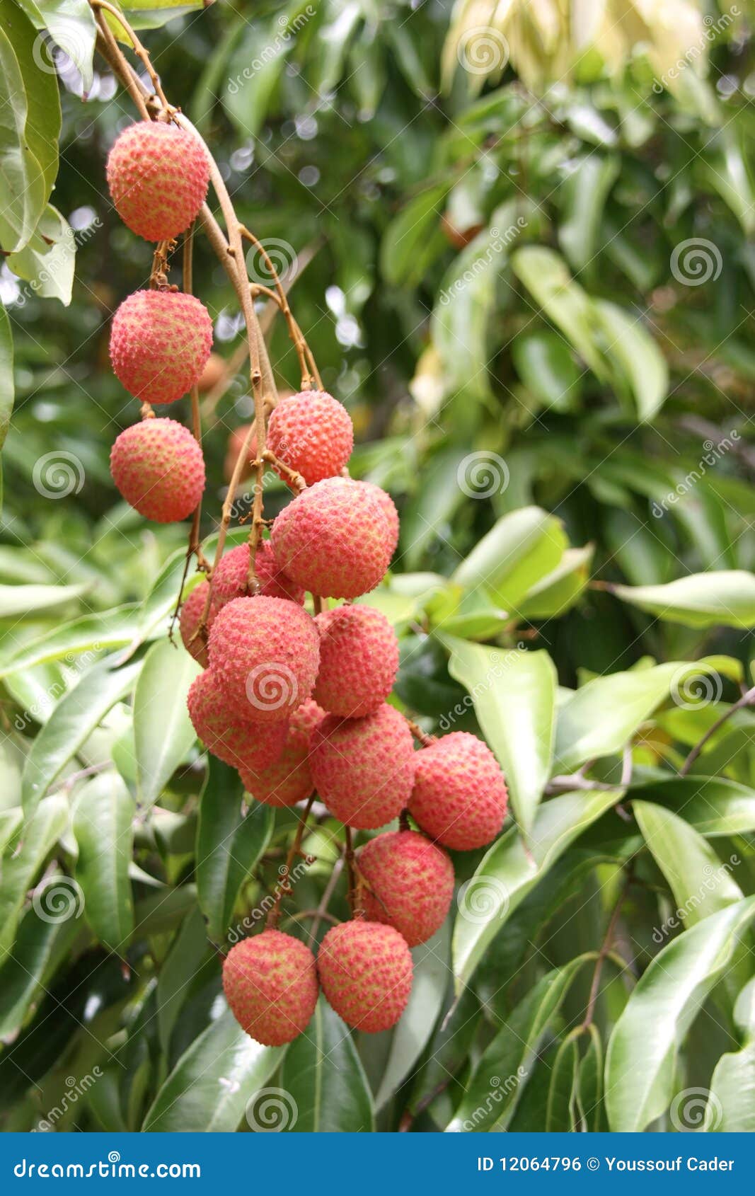 Lichíes foto de archivo. Imagen de baya, fondo, fruta - 12064796