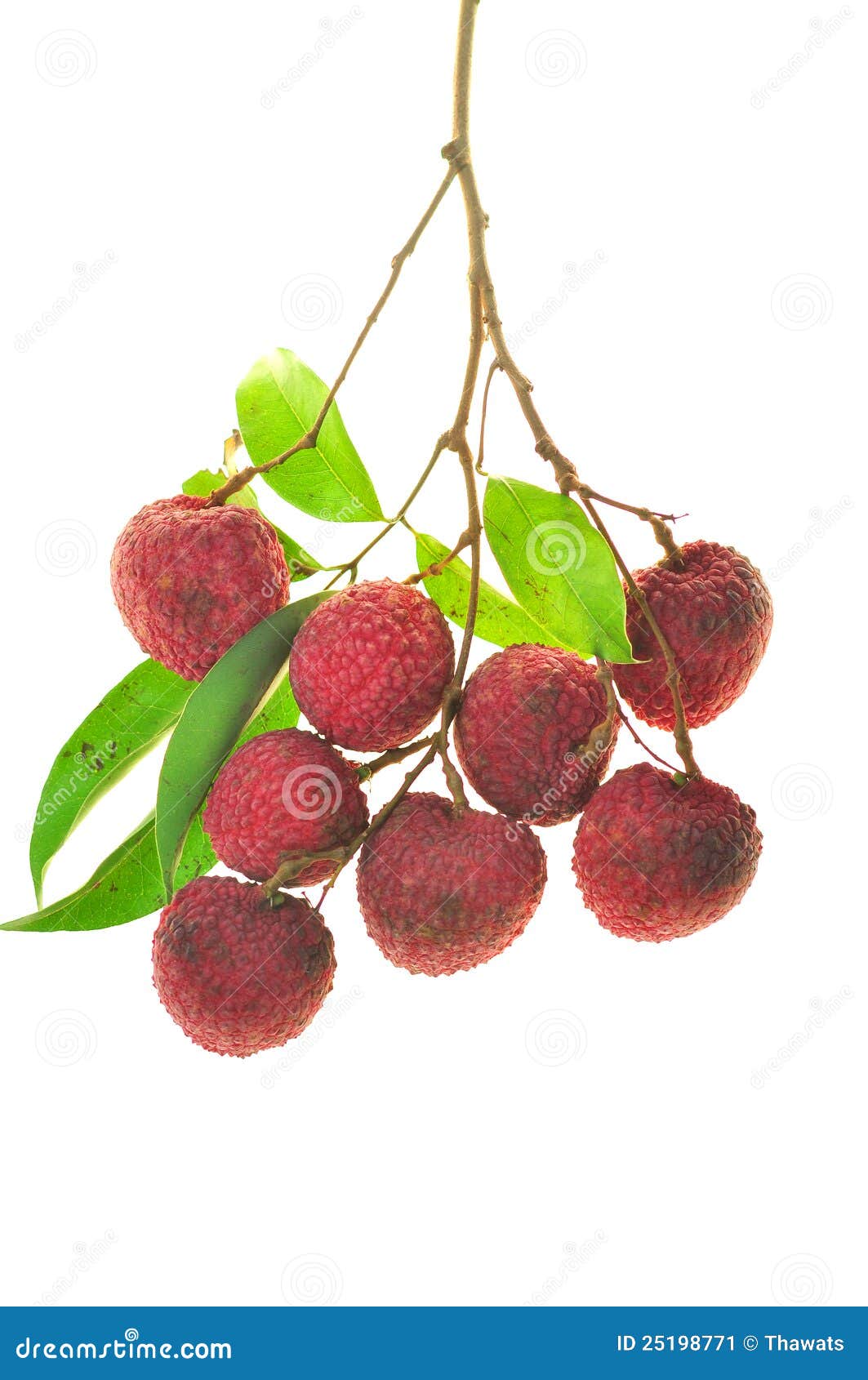 Lichee isolated stock image. Image of food, isolated - 25198771